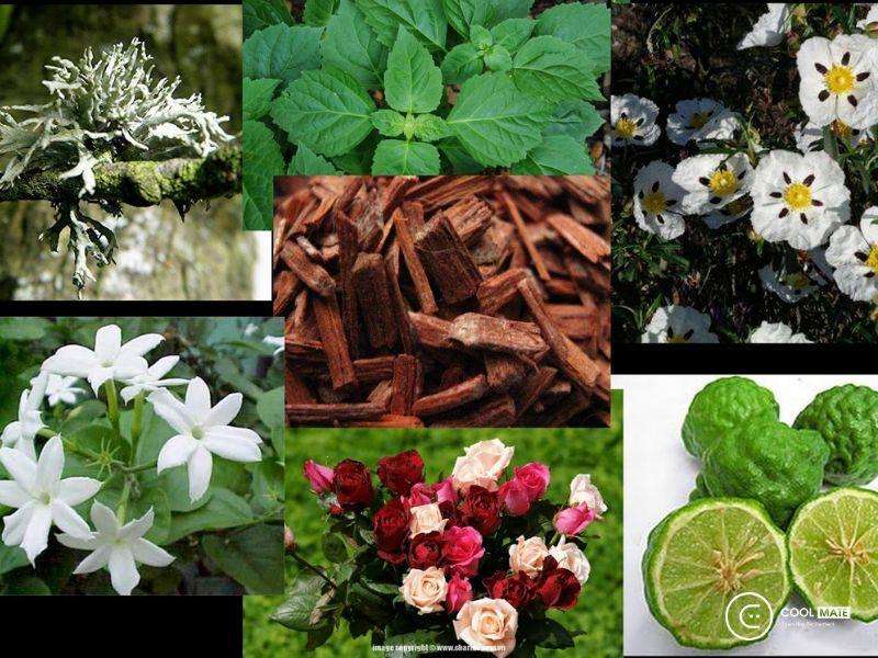 Chypre là gì? Vì sao nhóm hương Chypre lại được nhiều người yêu thích?