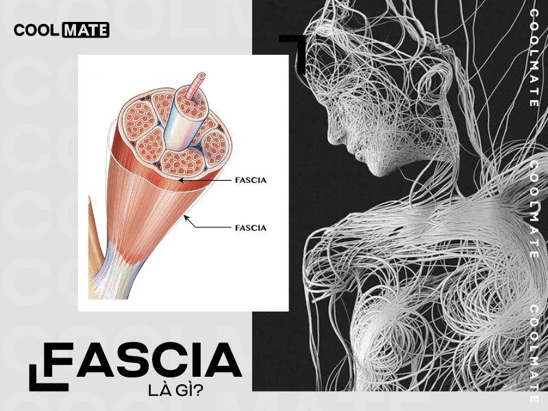 Fascia là gì mà tất cả người chạy bộ đều nên biết?